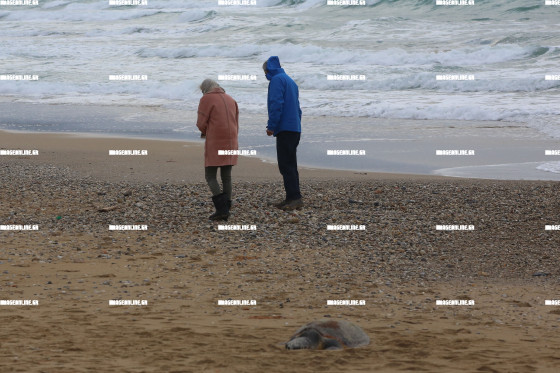 Προβολή Ρεπορτάζ - ImageOnline