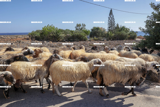 Προβολή Ρεπορτάζ - ImageOnline